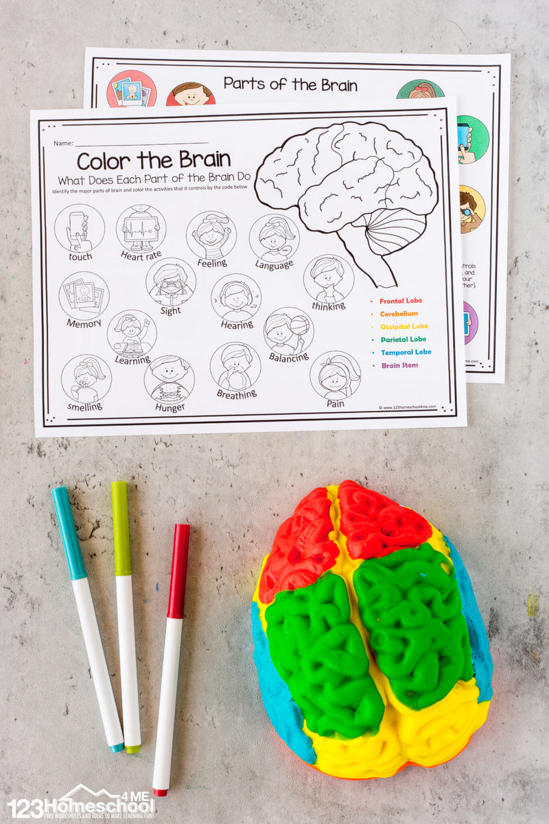 Parts of the Brain Activity for Kids, Brain Diagram, and Worksheets fo ...