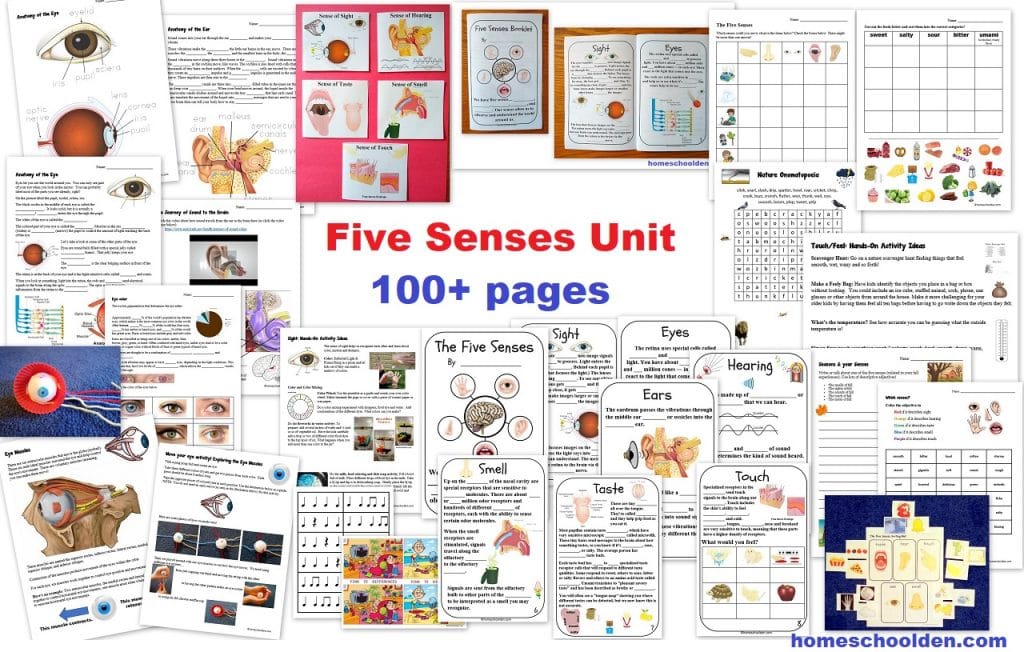 Five Senses Unit – Early Elementary – Open Edutalk