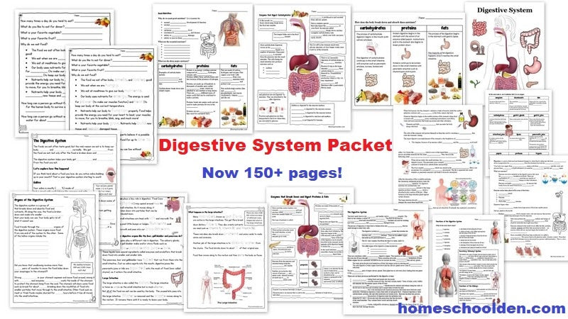 Digestive System Unit (50 pages added!) – Open Edutalk